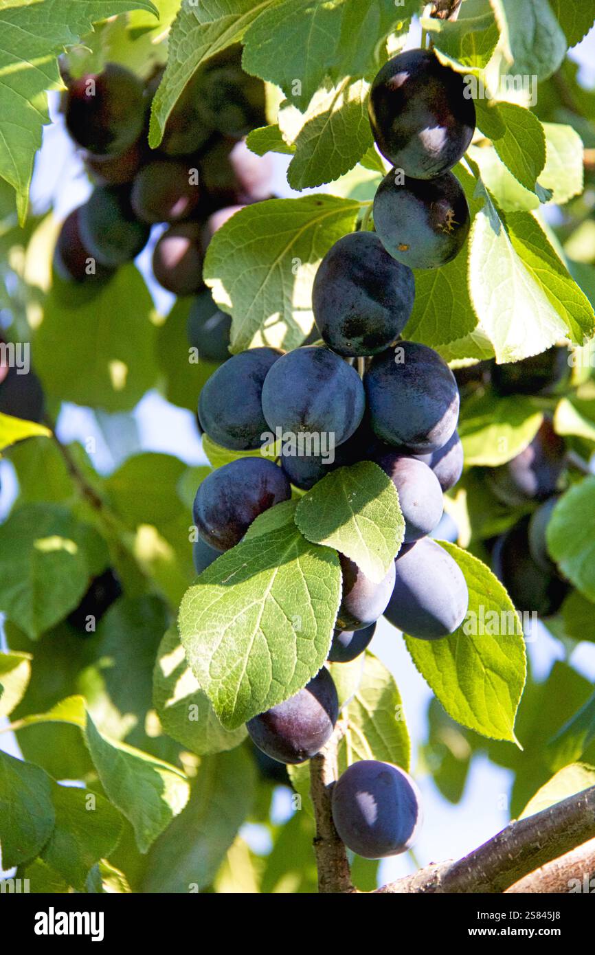 Close up plums on tree hi-res stock photography and images - Alamy