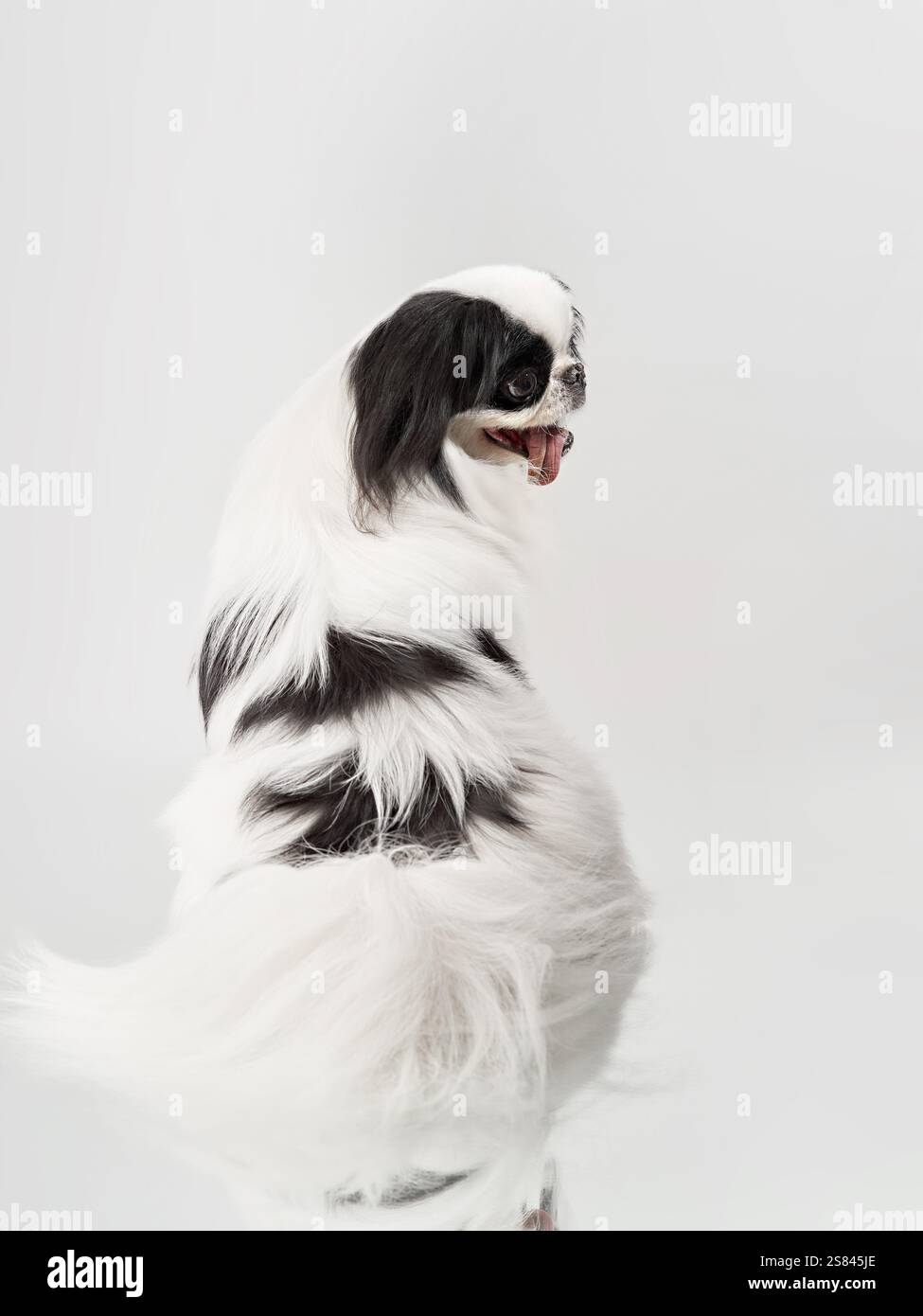 A Japanese Chin is captured looking over its shoulder in a studio with ...