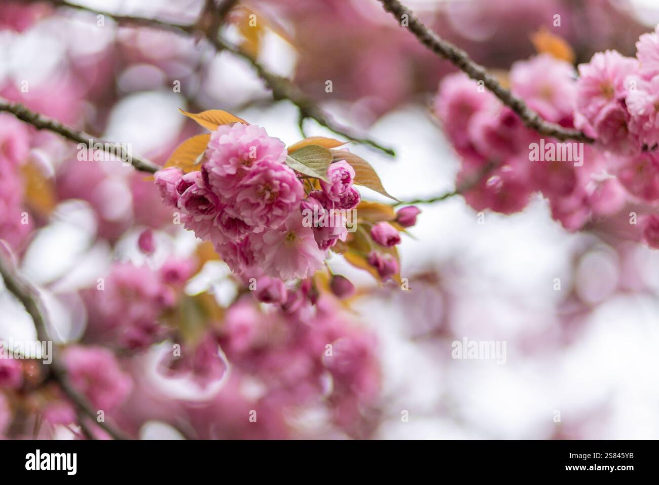 Showcase clusters hi-res stock photography and images - Alamy