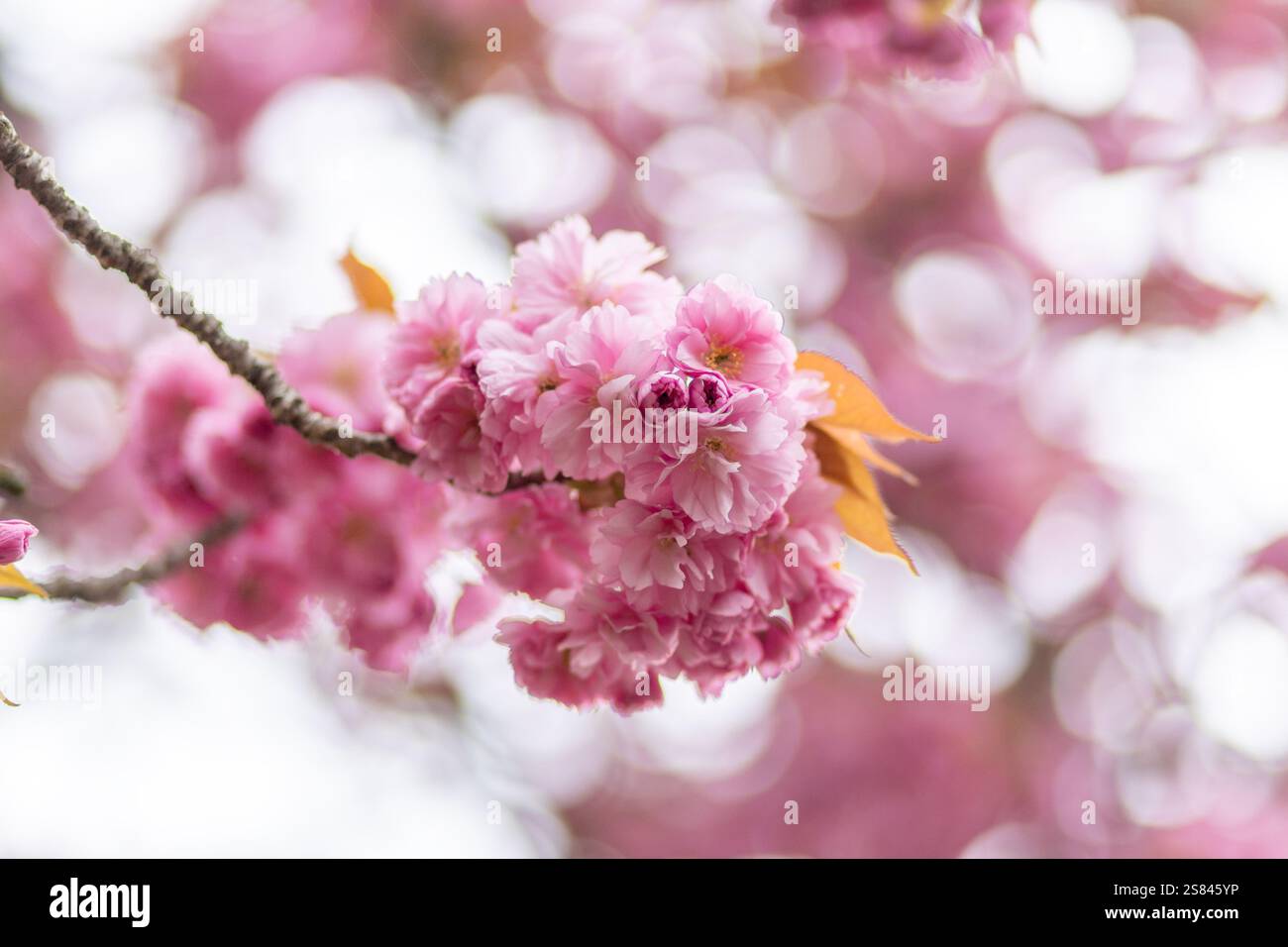 The delicate pink cherry blossoms are in full bloom on a tree branch ...