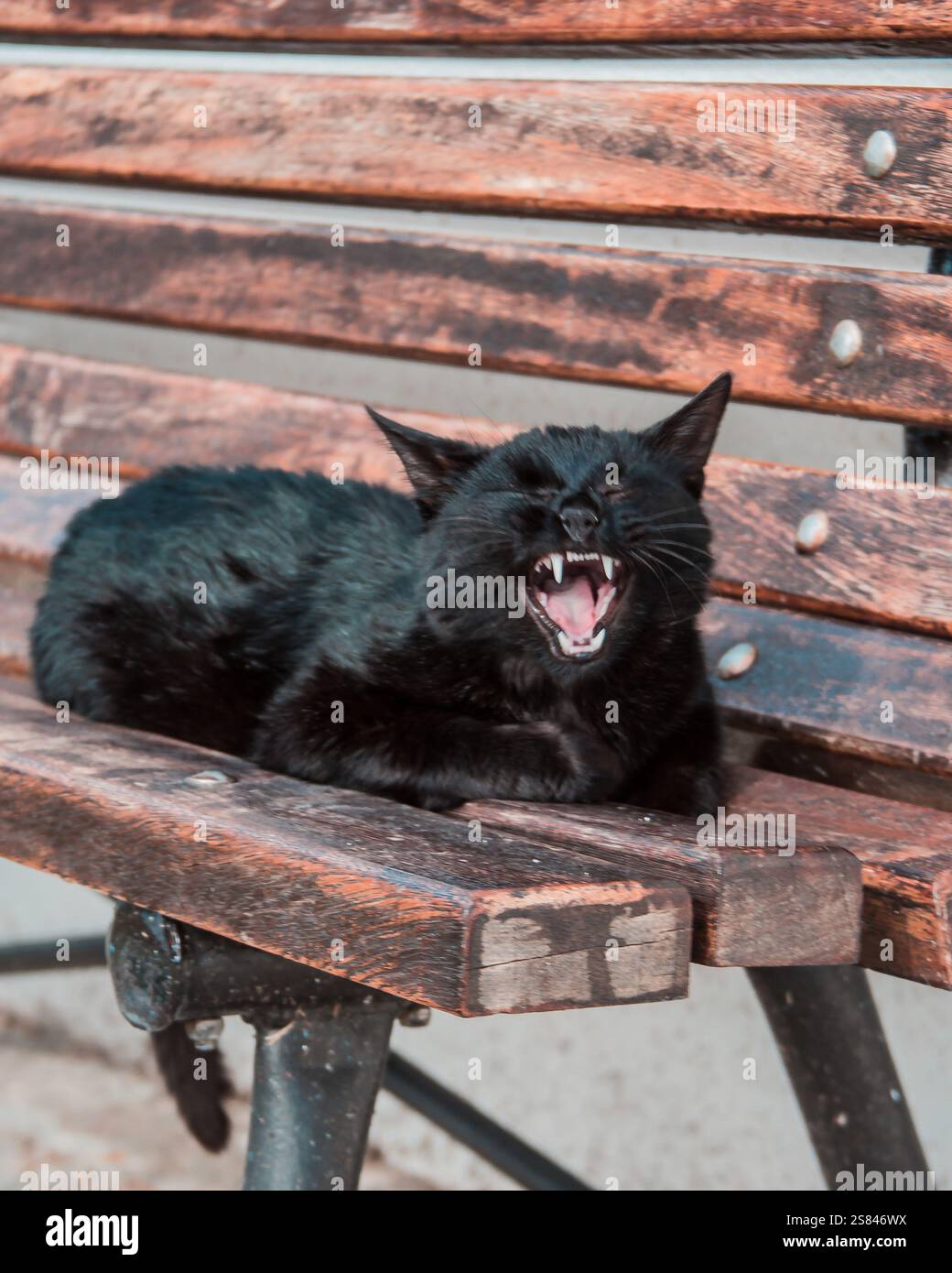A black cat lies on a worn wooden bench with metal supports, mid yawn ...