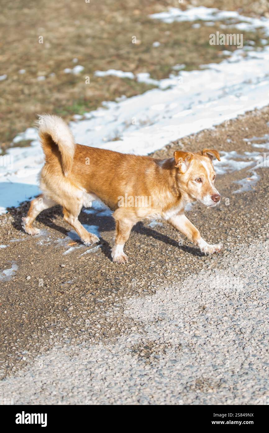 A small, light brown dog with a white tipped tail walks on a gravel ...