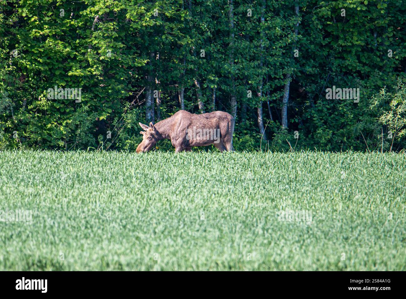 A moose stands in a field of tall grass, its long legs and broad snout ...