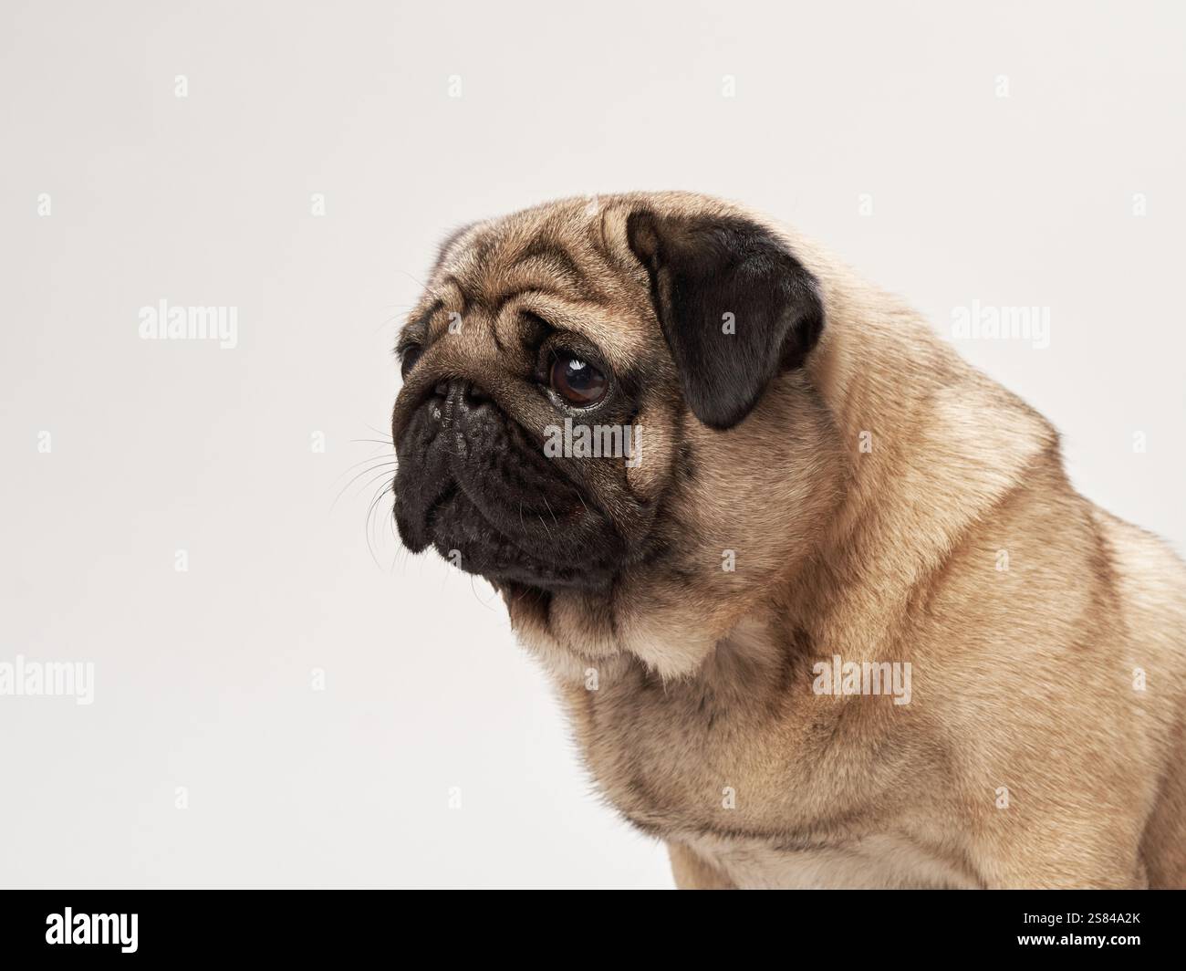 A pug is captured in side profile in a studio against a white ...