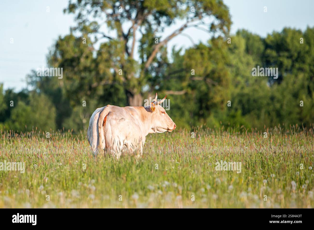 A white cow with light brown markings stands in tall grass and ...