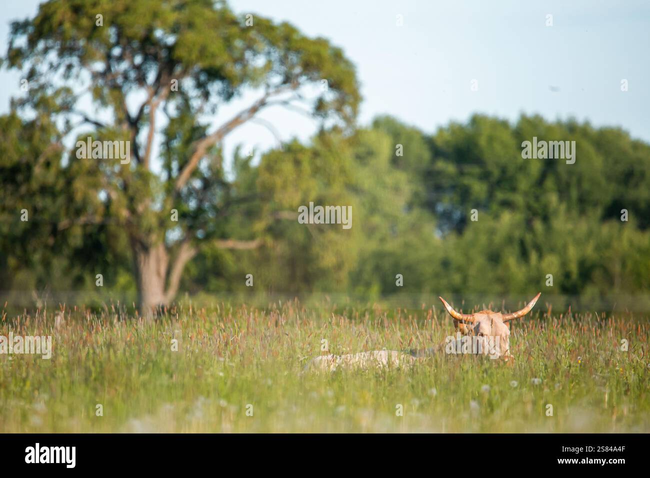 A longhorn cow lies in tall grass and wildflowers, its curved horns ...