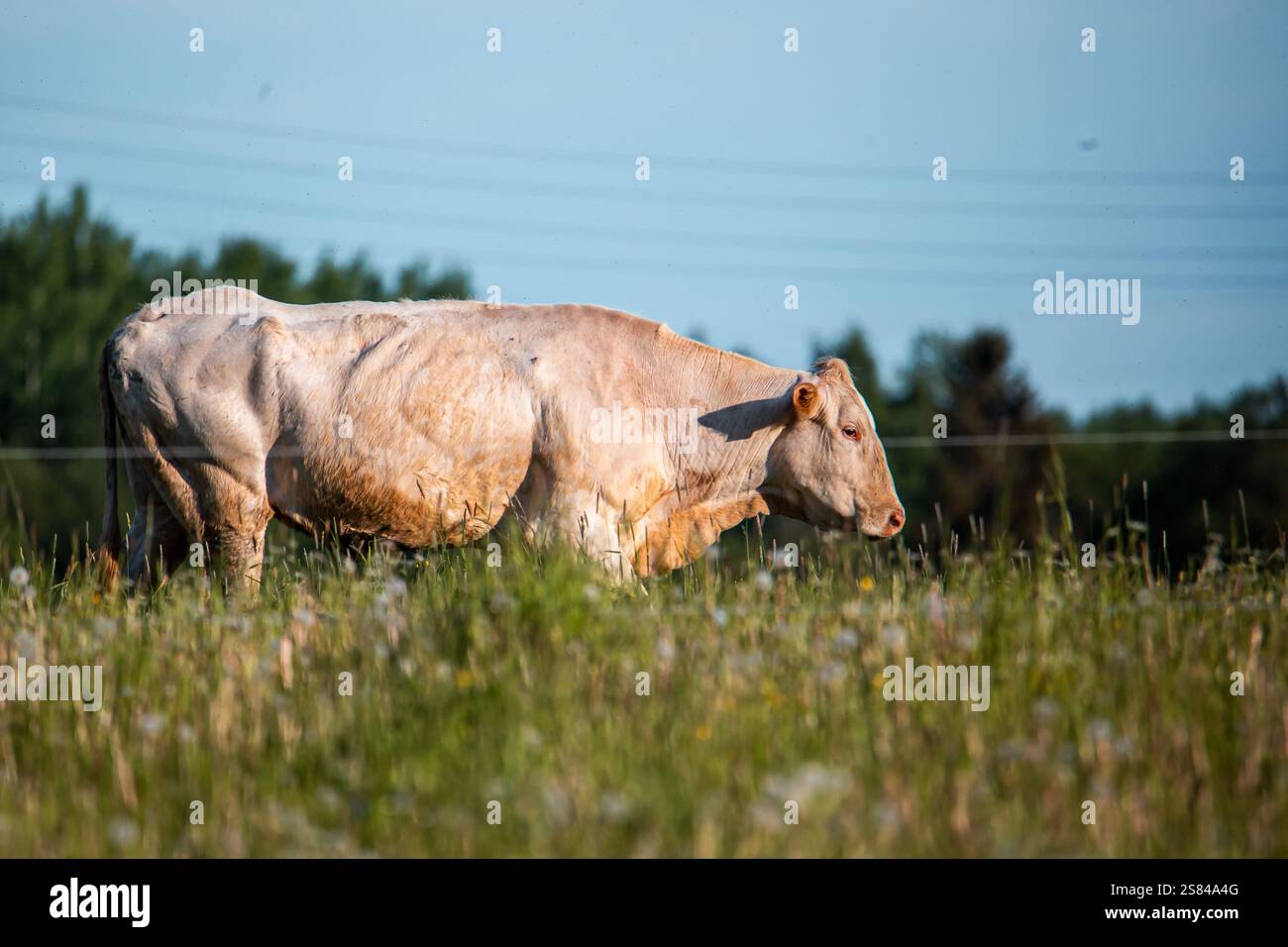 A light colored cow stands in a field of tall grass and wildflowers ...