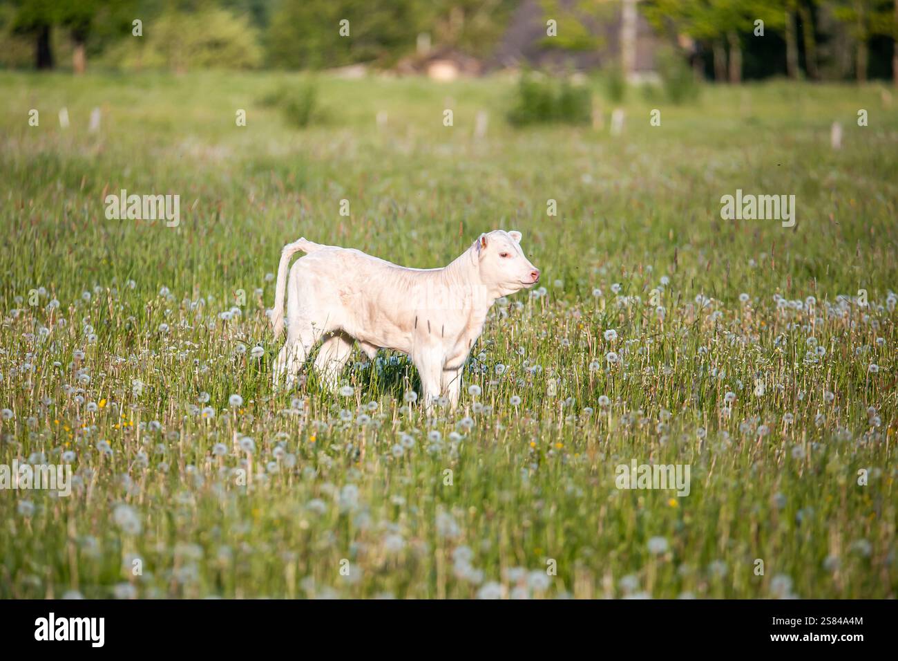 A white calf stands in a green field dotted with dandelions, some gone ...