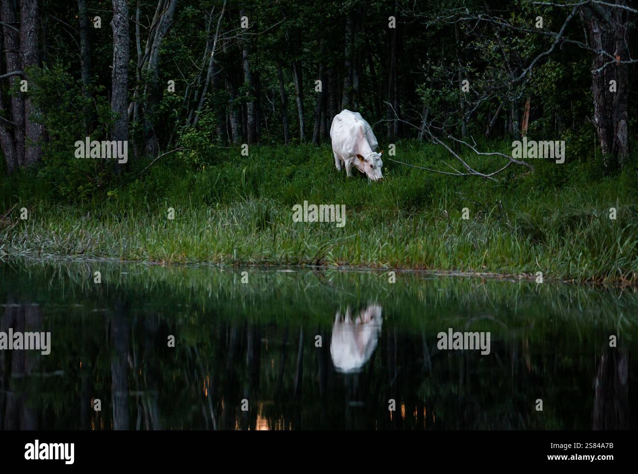 A white cow grazes near a calm body of water in a forested area. Its ...
