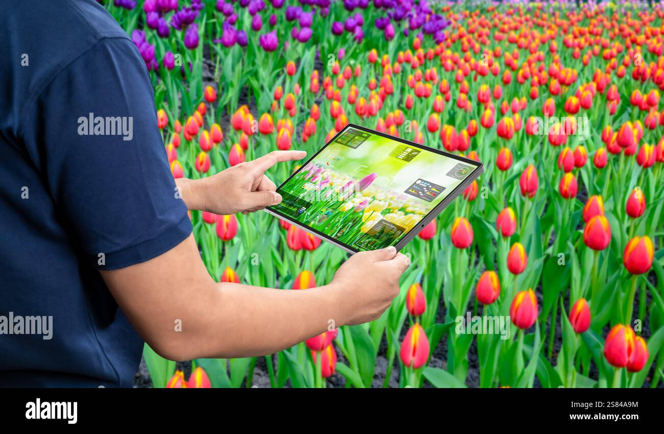 Engineer work with assistant robotic gardener in smart indoor tulip field Stock Photo - Alamy