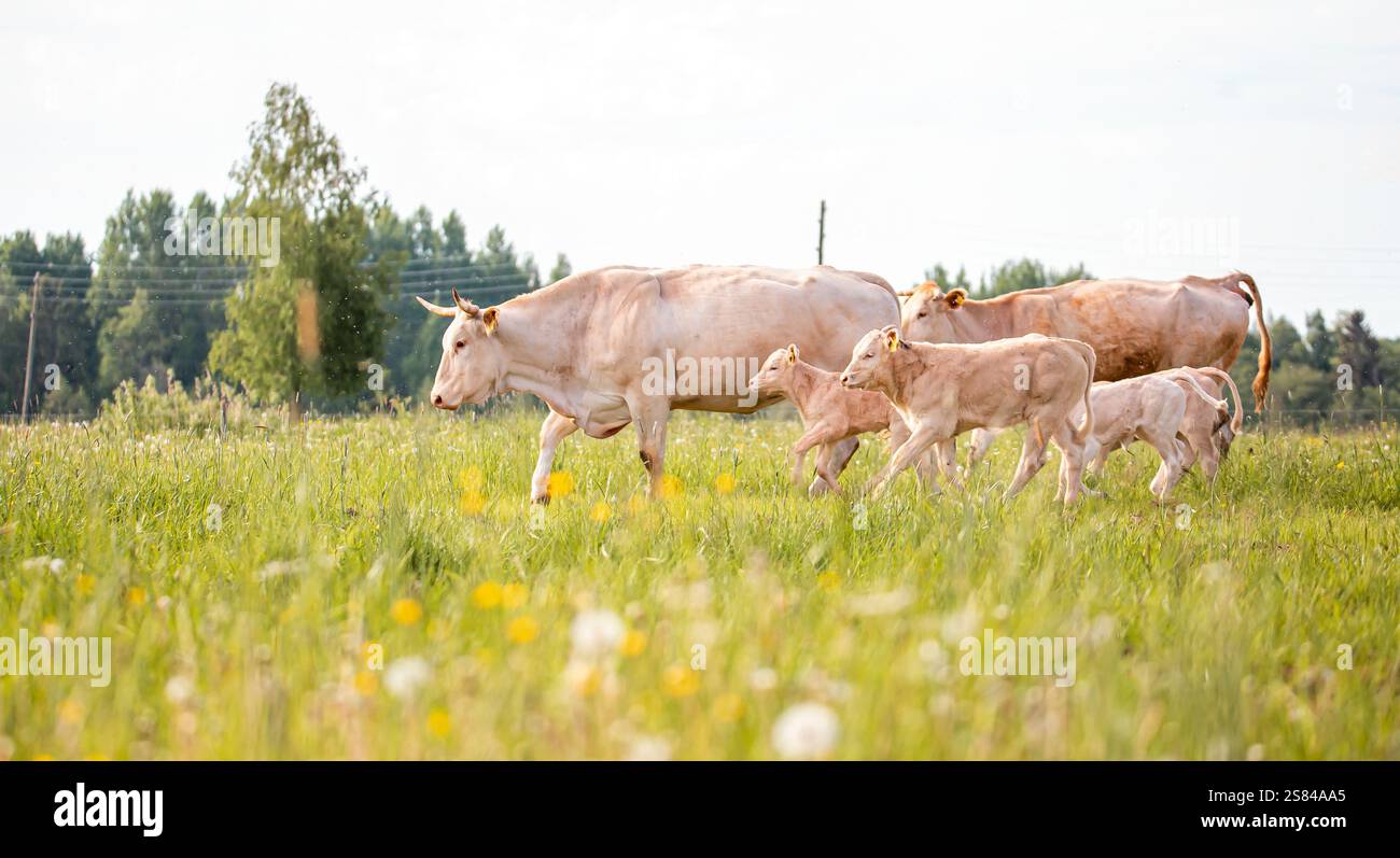 Light colored cows and calves move through a grassy field with yellow ...