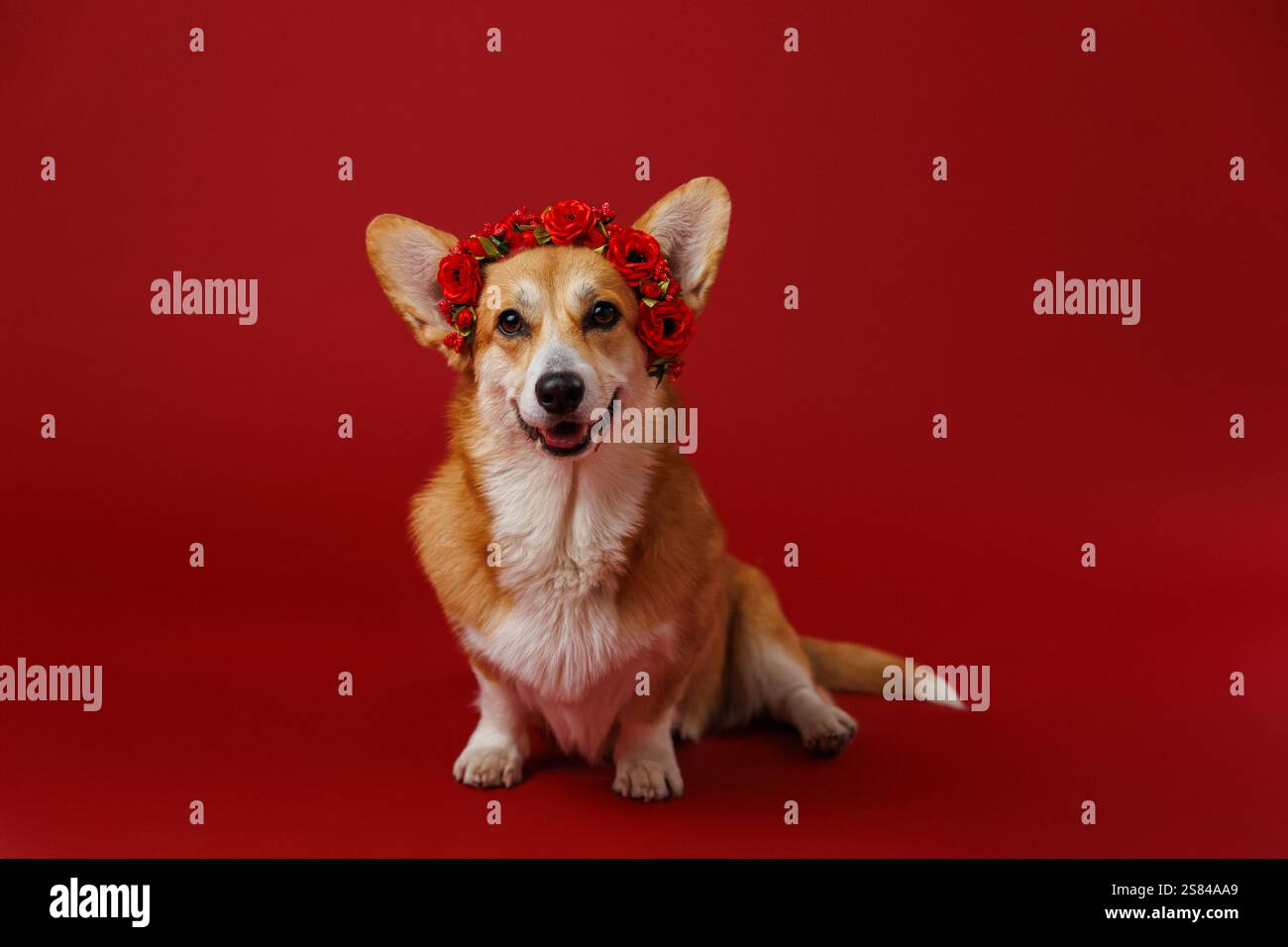 Adorable corgi wearing a red rose crown, perfect for Valentines Day or ...