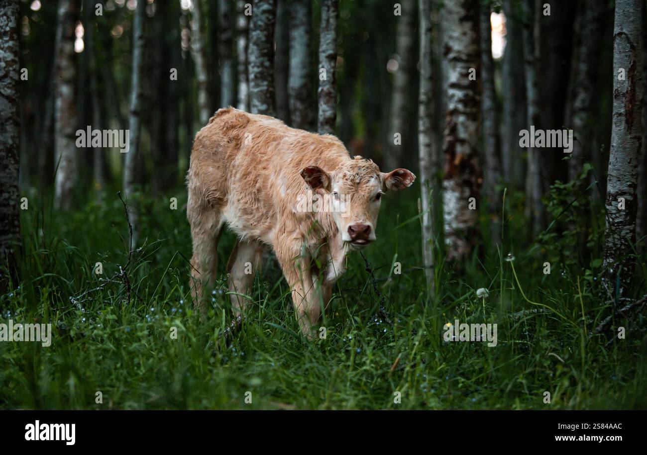 A young calf with yellow ear tags stands in a birch forest, surrounded ...