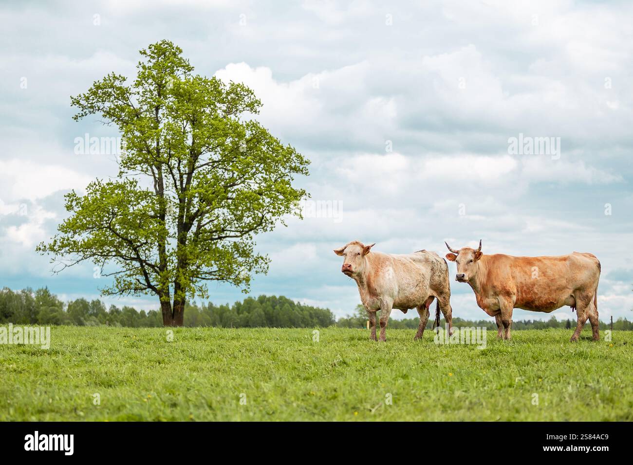 Two cows stand in an open grassy field near a large tree with green leaves. A cloudy sky and a ...