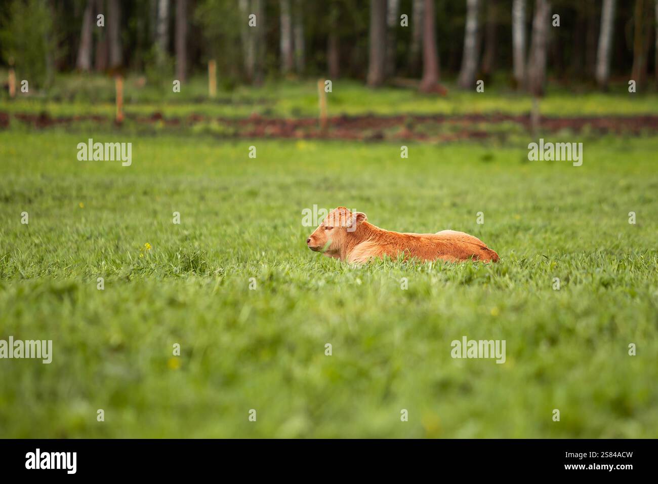 A young light brown calf lies in a grassy field surrounded by green ...