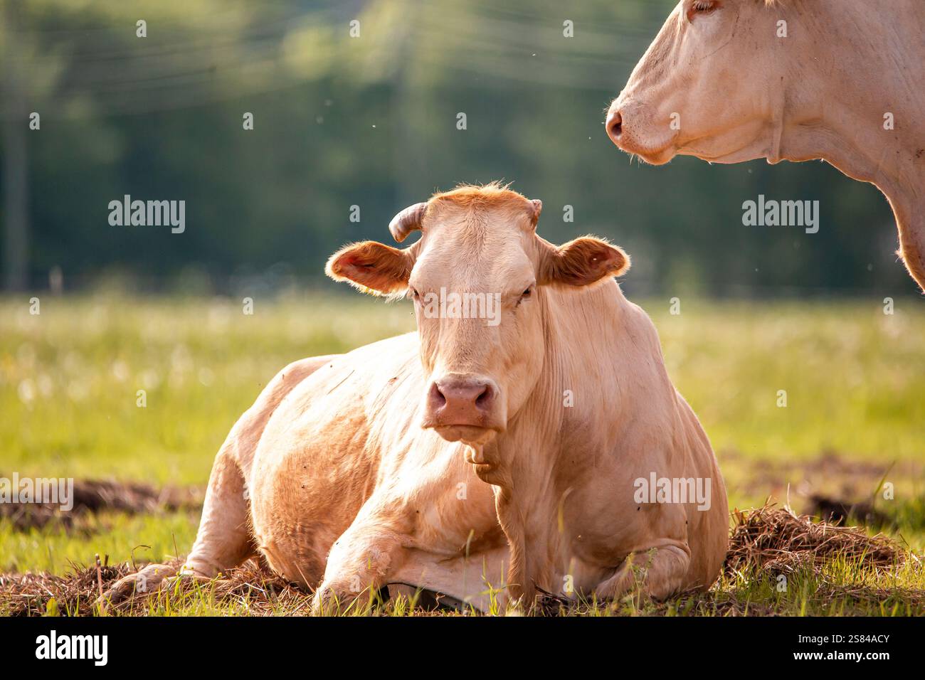 A light colored cow with a yellow ear tag lies on a grassy field, with ...