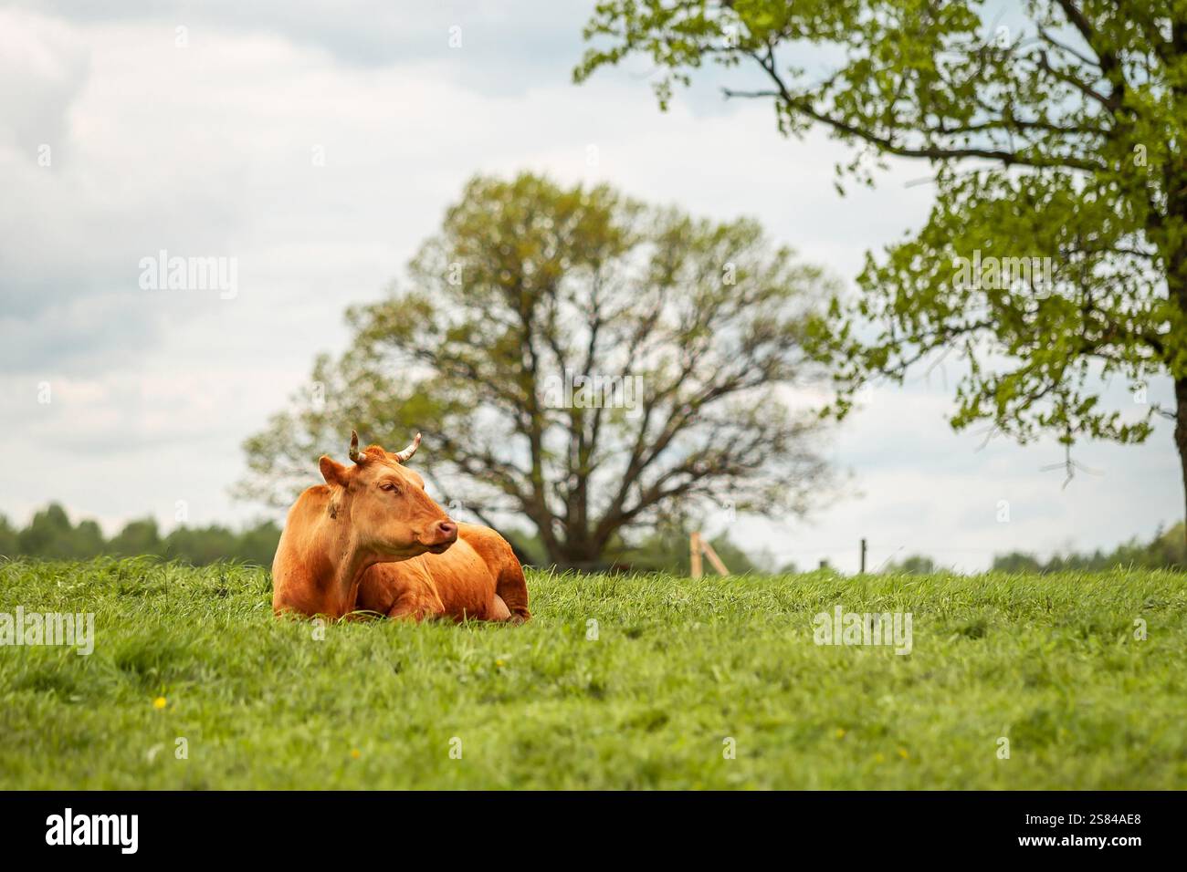 A brown cow lies on a grassy field under a cloudy sky, with a wide ...