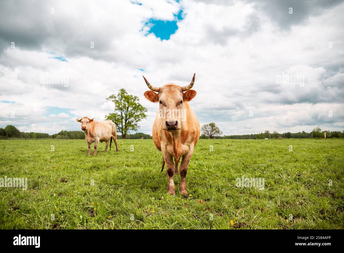 Two cows stand in a vast green field with scattered trees in the ...