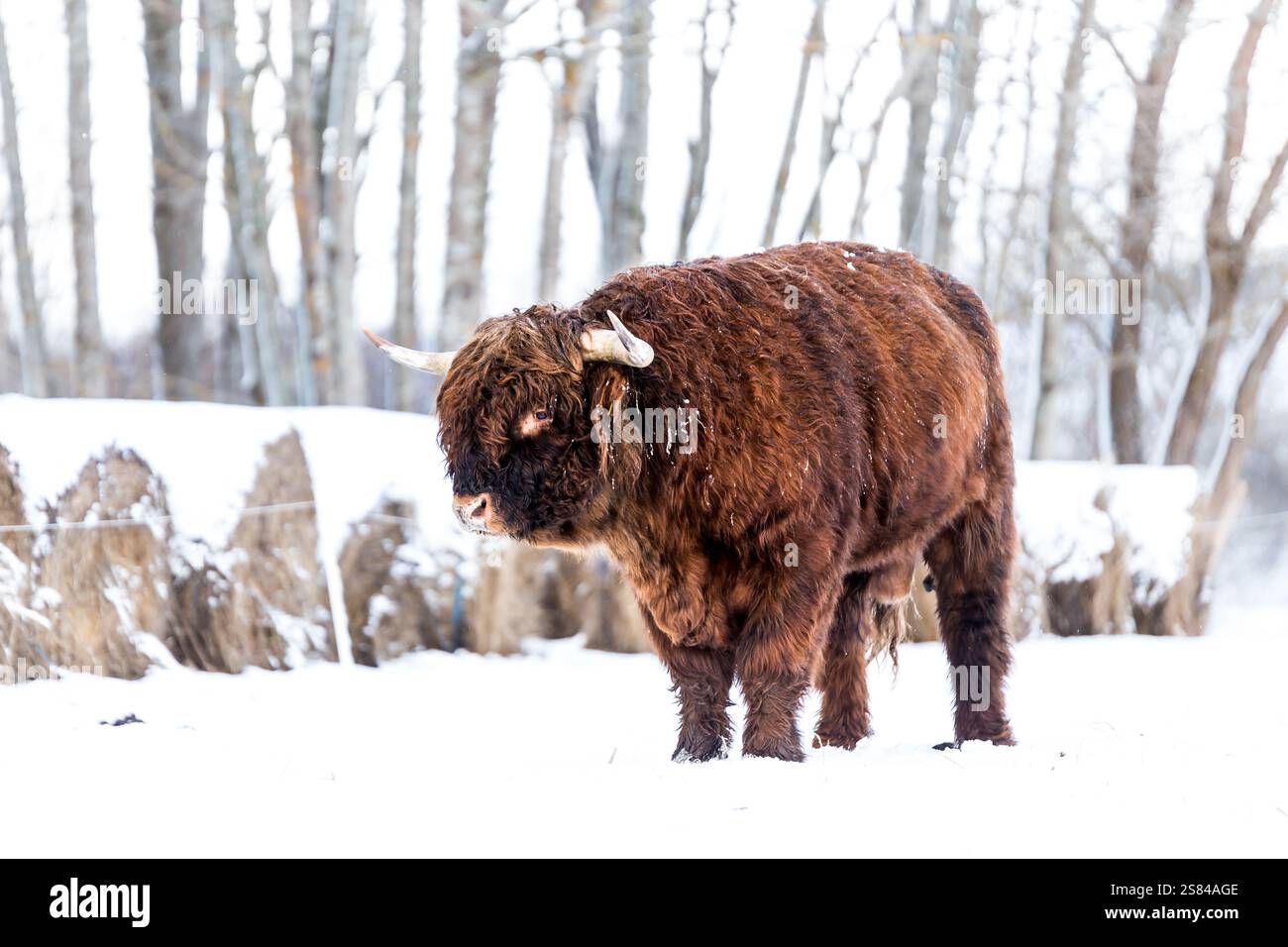 A Highland cow with shaggy brown fur and curved horns stands in a snowy ...