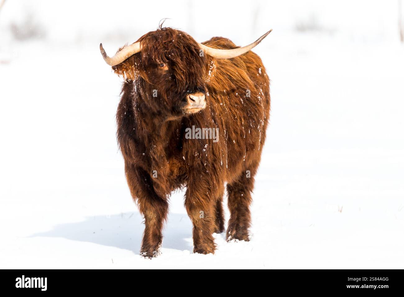 Grass field trees in Cut Out Stock Images & Pictures - Alamy