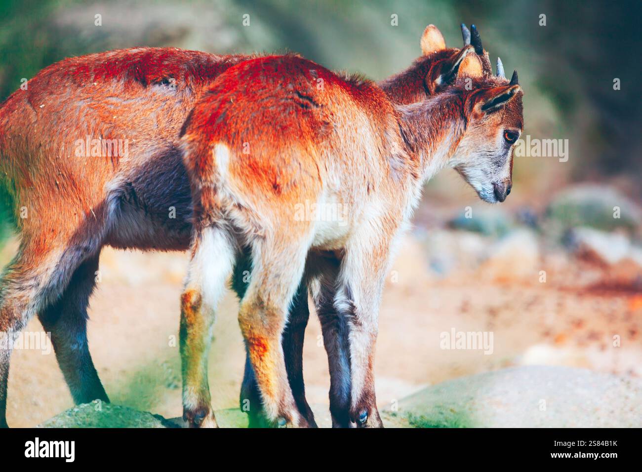 Two young goats standing close to each other with one slightly in front of the other. Goats have ...