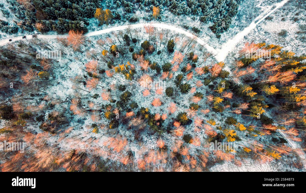 Snow blankets a forested area with evergreen and deciduous trees, some ...