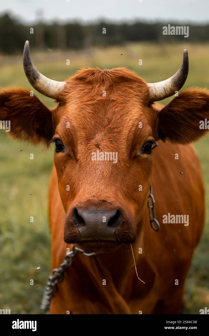 Brown cow distinctive horns ear hi-res stock photography and images - Alamy