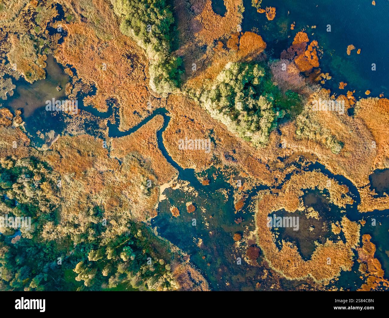 Aerial perspective of a wetland featuring winding waterways, vibrant ...