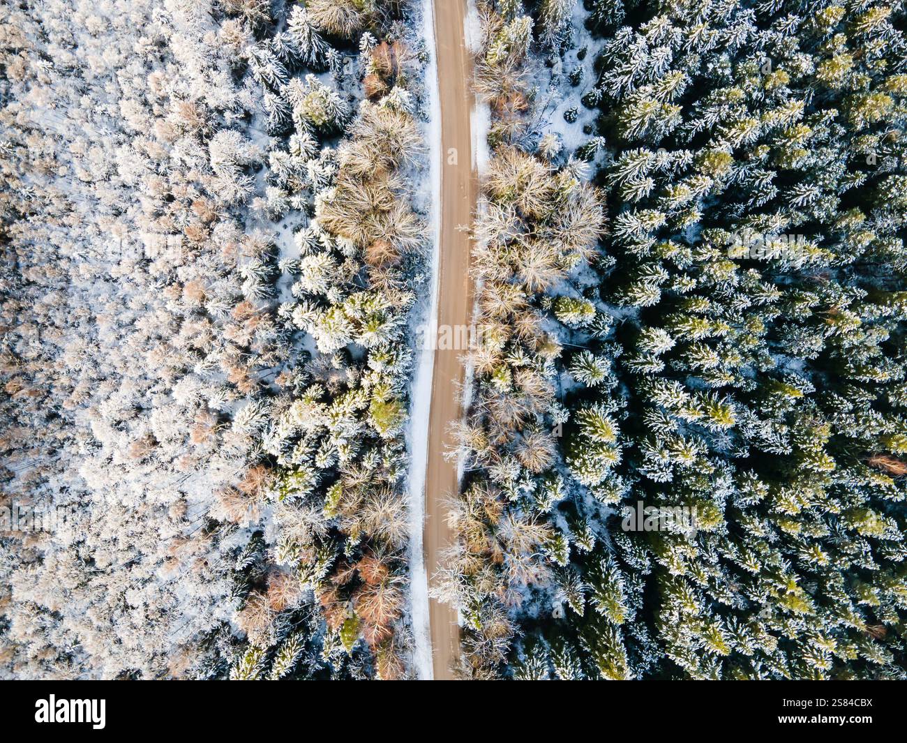 Straight dirt road cuts through a snowy forest, dividing lighter sparse ...
