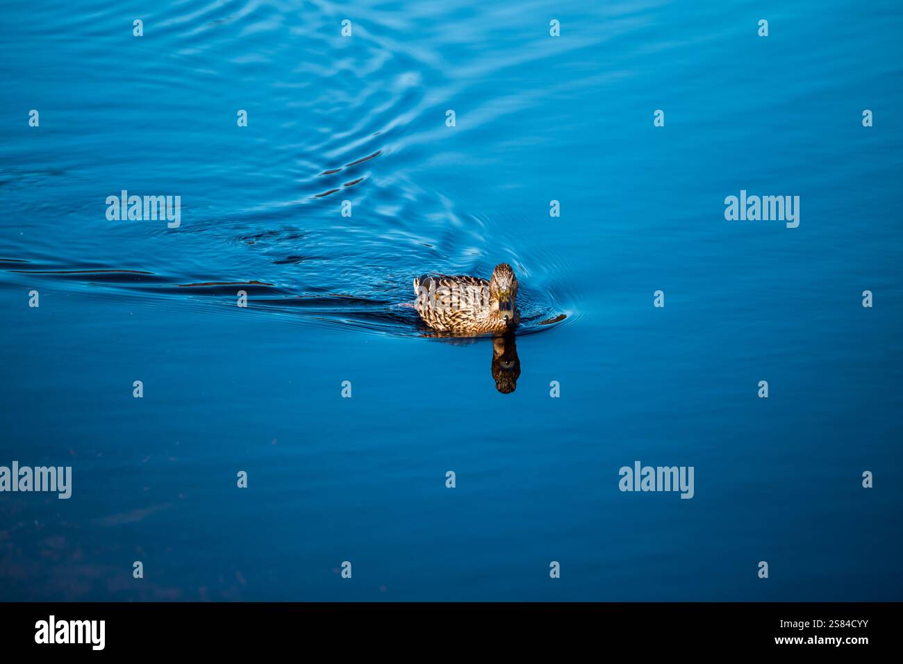 A single duck with patterned feathers moves across deep blue water ...