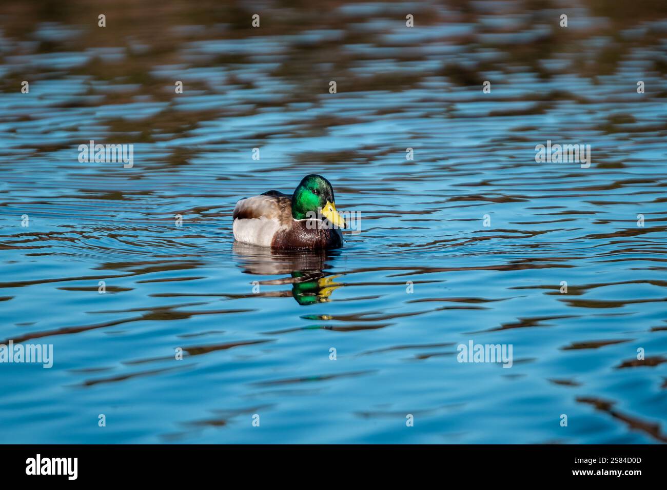 A male mallard duck with a green head and yellow bill floats on calm ...