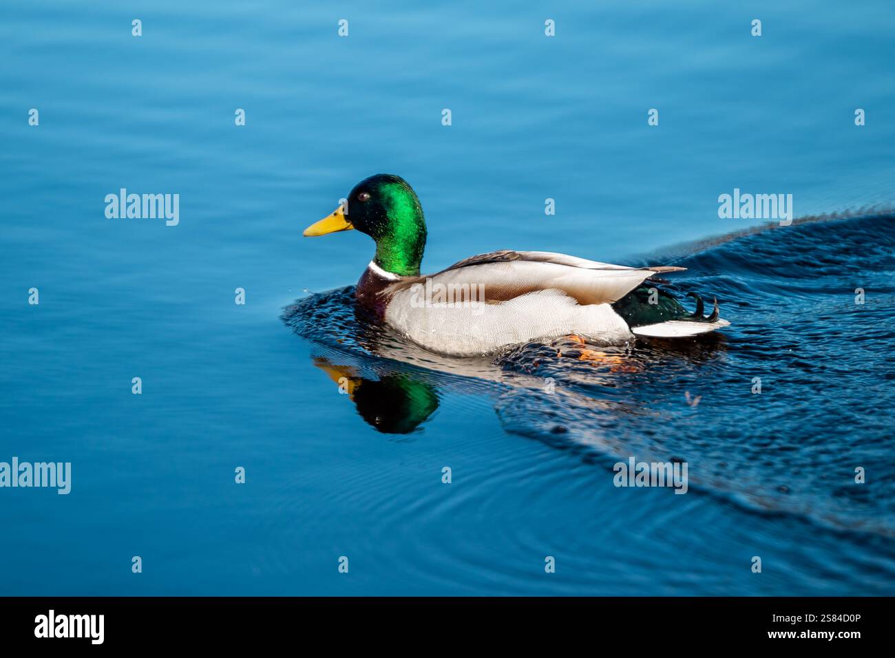 A male mallard duck with a green head and yellow beak moves across calm ...