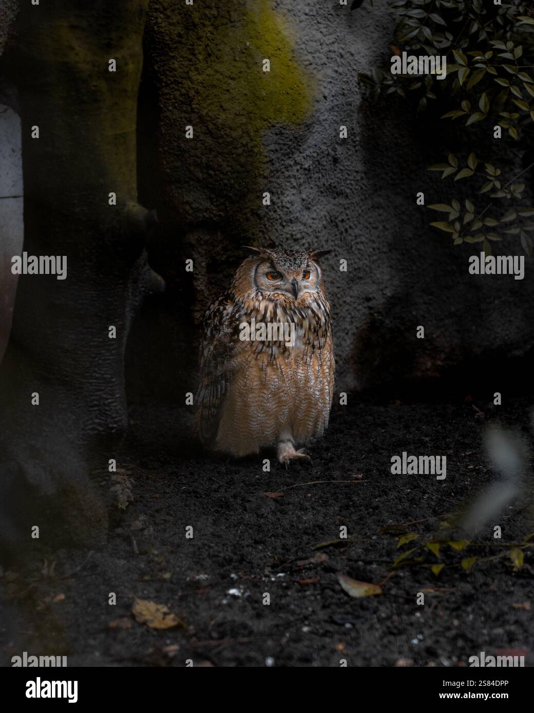 A striking owl resting in a shaded environment, surrounded by textured ...