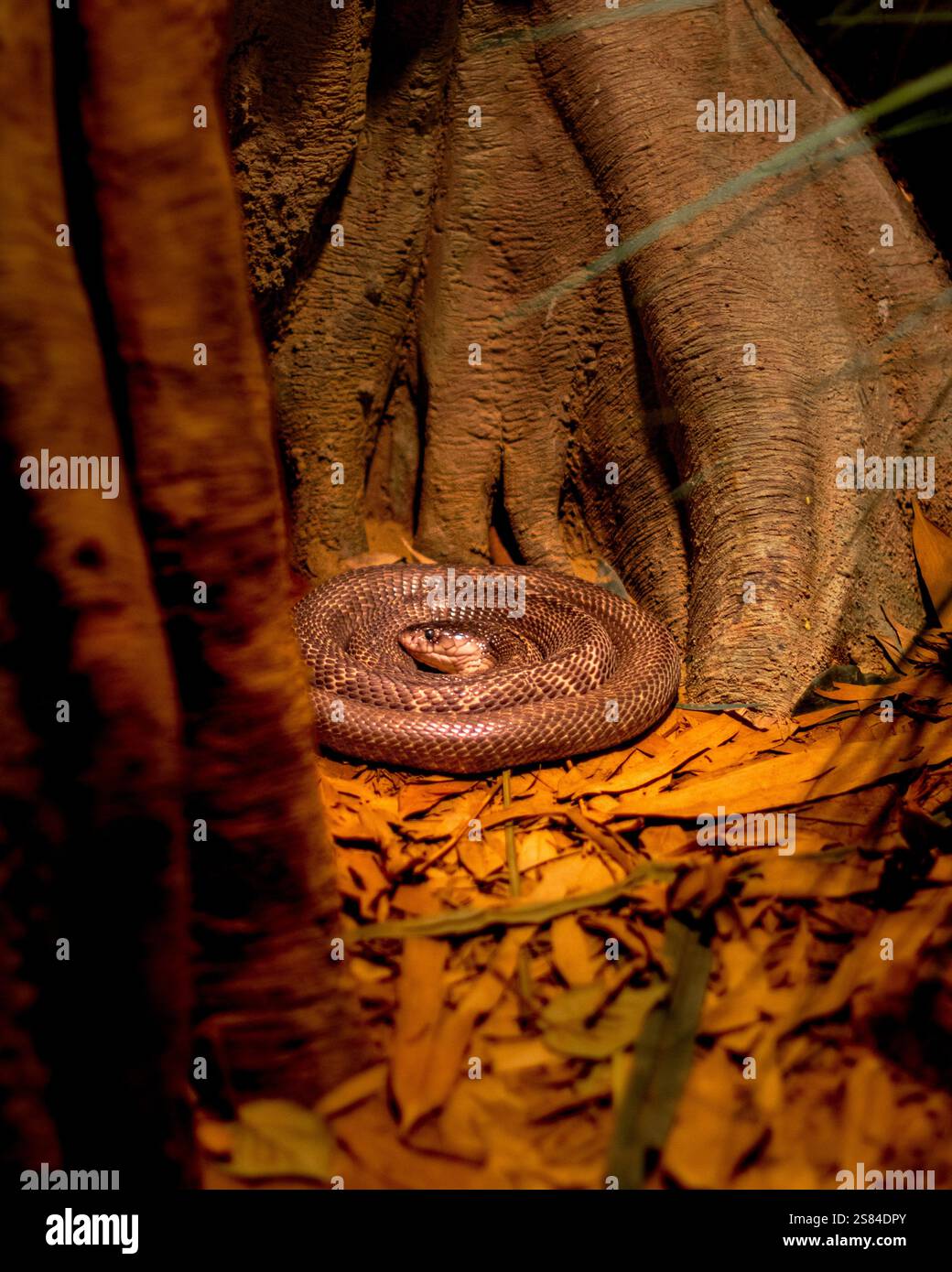 A snake is tightly coiled at the base of tree roots, blending ...