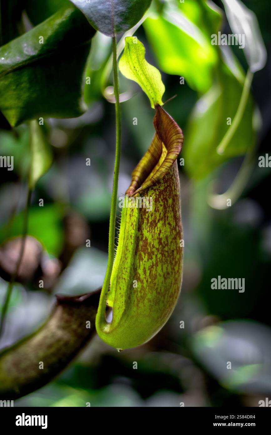 A stunning close-up of a tropical pitcher plant in lush greenery. The ...