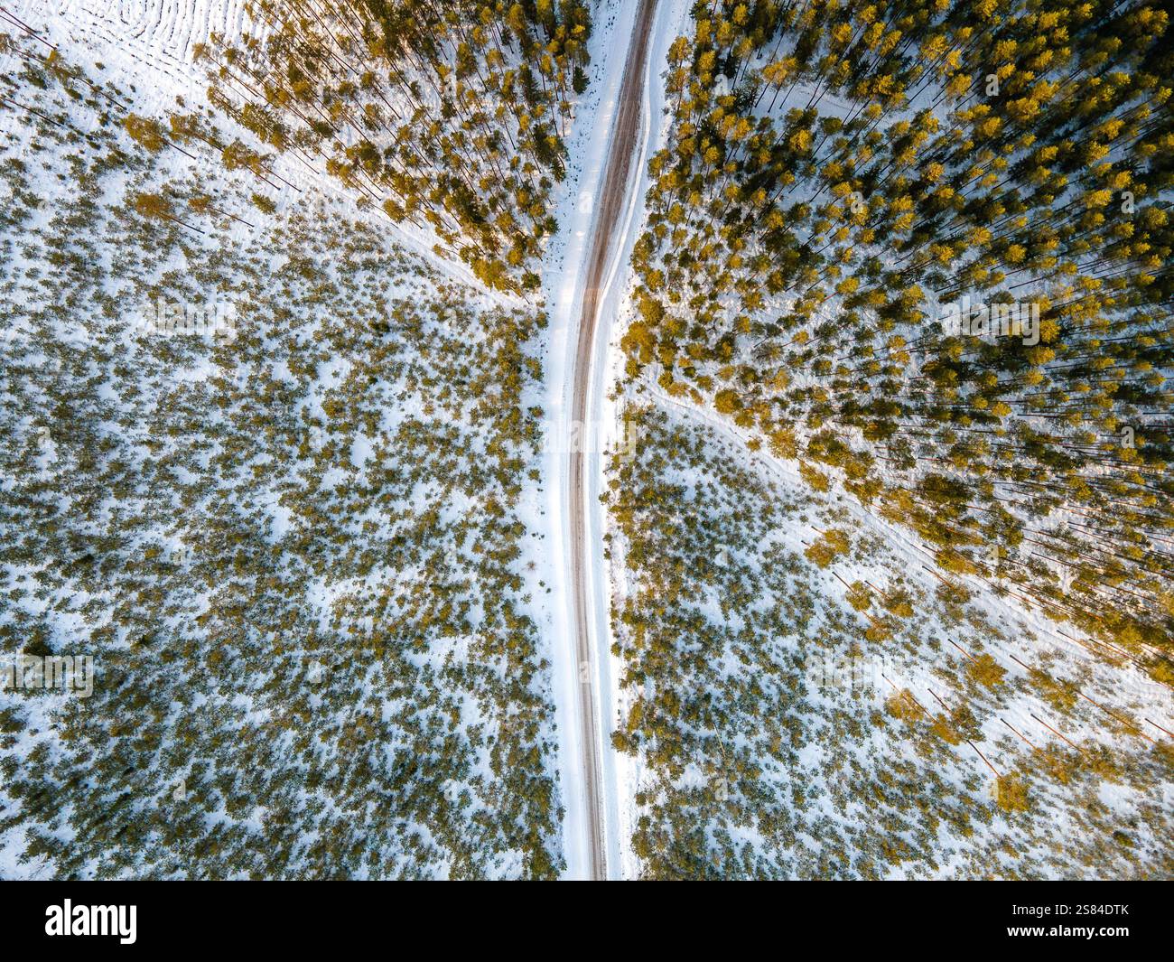 Snow covered road runs through a forest of evenly spaced trees, some ...
