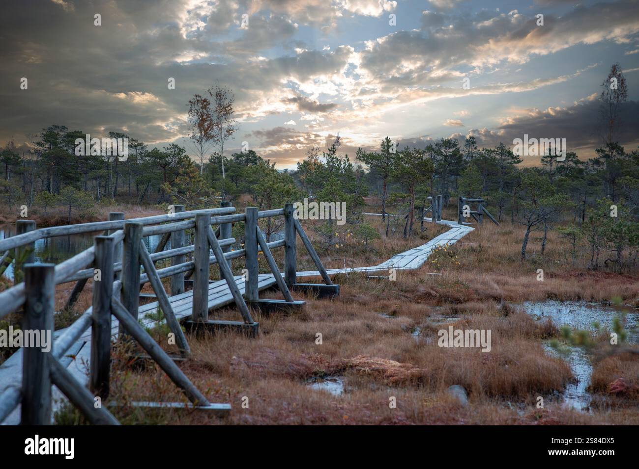 A wooden boardwalk with a small bridge crosses a wetland with sparse ...