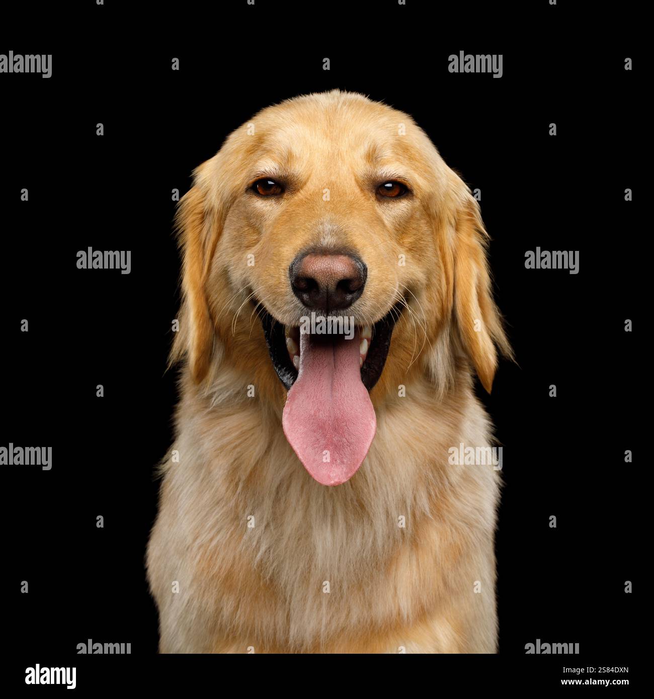 Portrait of Hovawart Dog with sly look Isolated on Black background ...