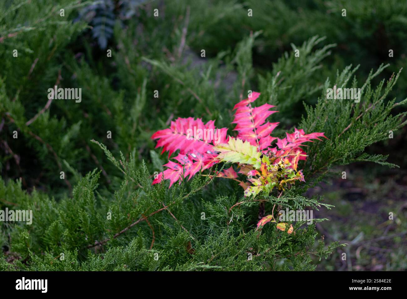 A close-up of vivid red and green leaves standing out against a ...