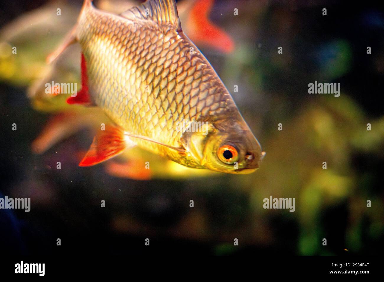 Light colored goldfish hi-res stock photography and images - Alamy