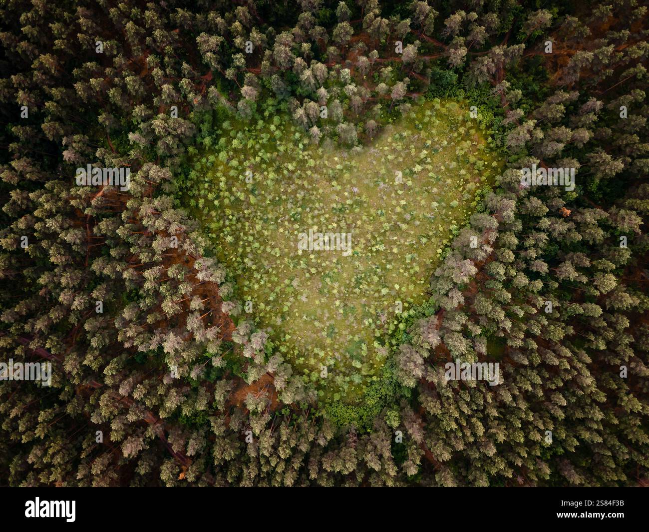 A heart shaped clearing with lighter green vegetation is surrounded by ...