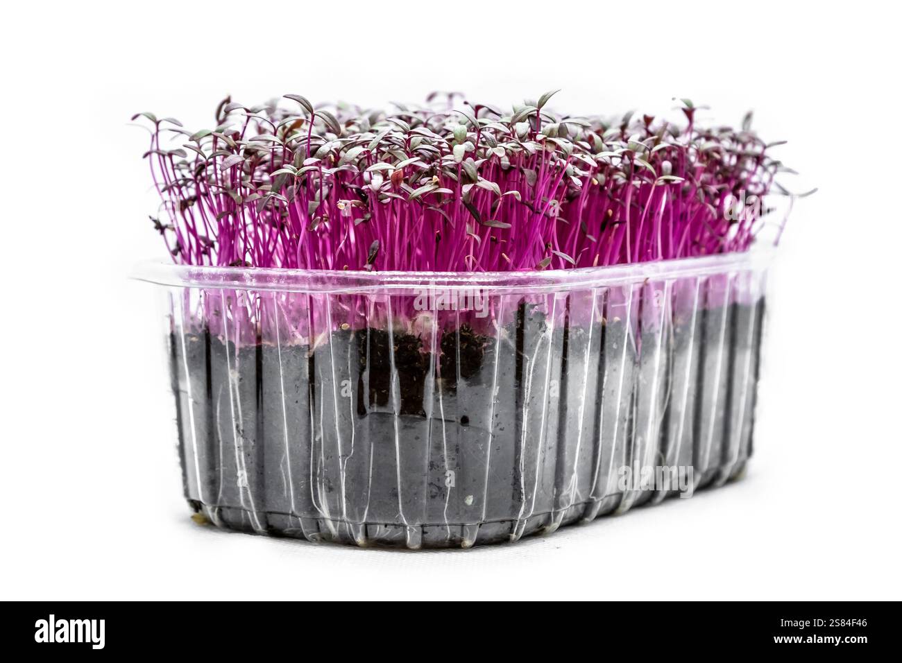 Nature development plants stems hi-res stock photography and images - Alamy