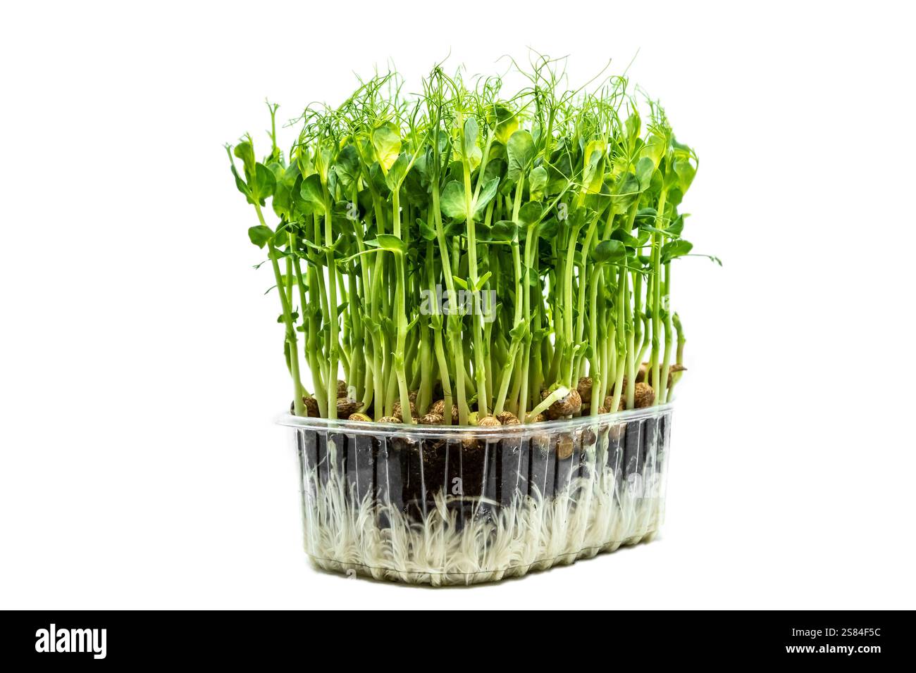 Vibrant green pea shoots grow upright in dark soil within a clear ...