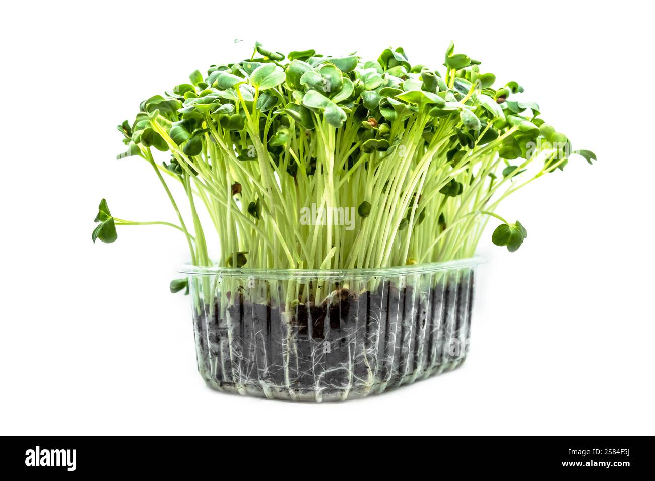 Vibrant green microgreens with delicate stems and leaves in a clear ...