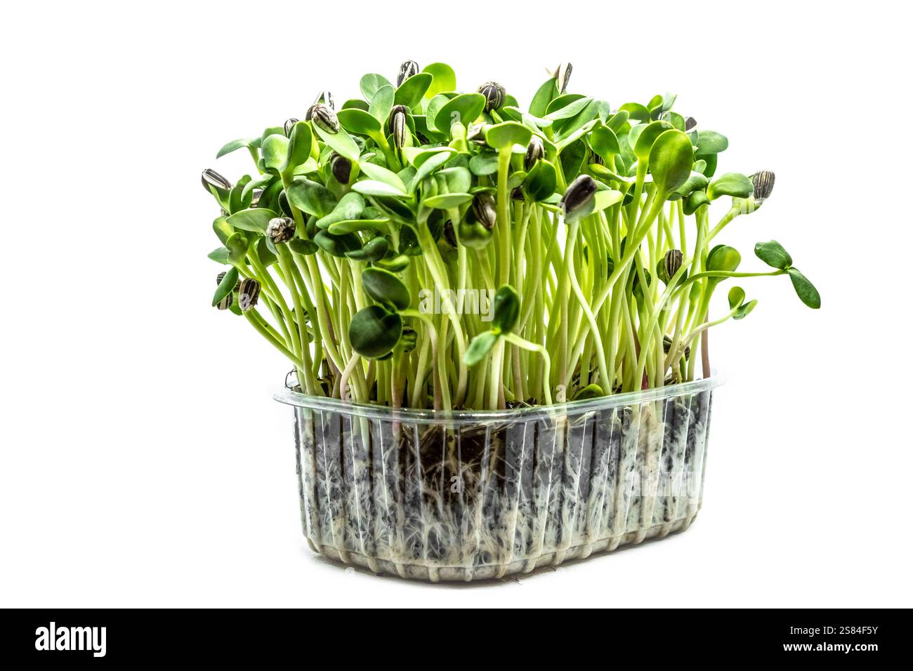 Investigation container Cut Out Stock Images & Pictures - Alamy