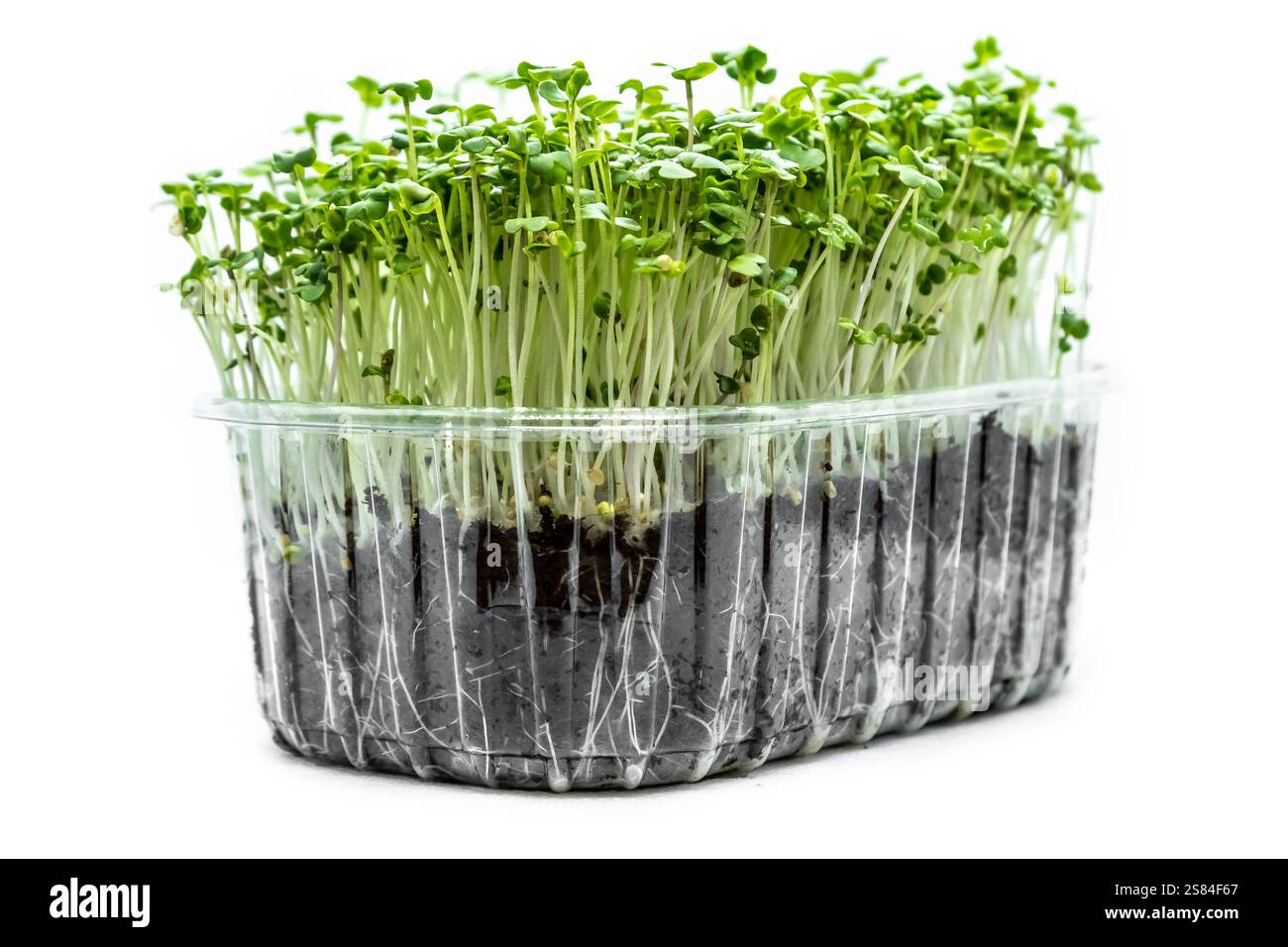 A dense cluster of vibrant green microgreens with white stems in a ...
