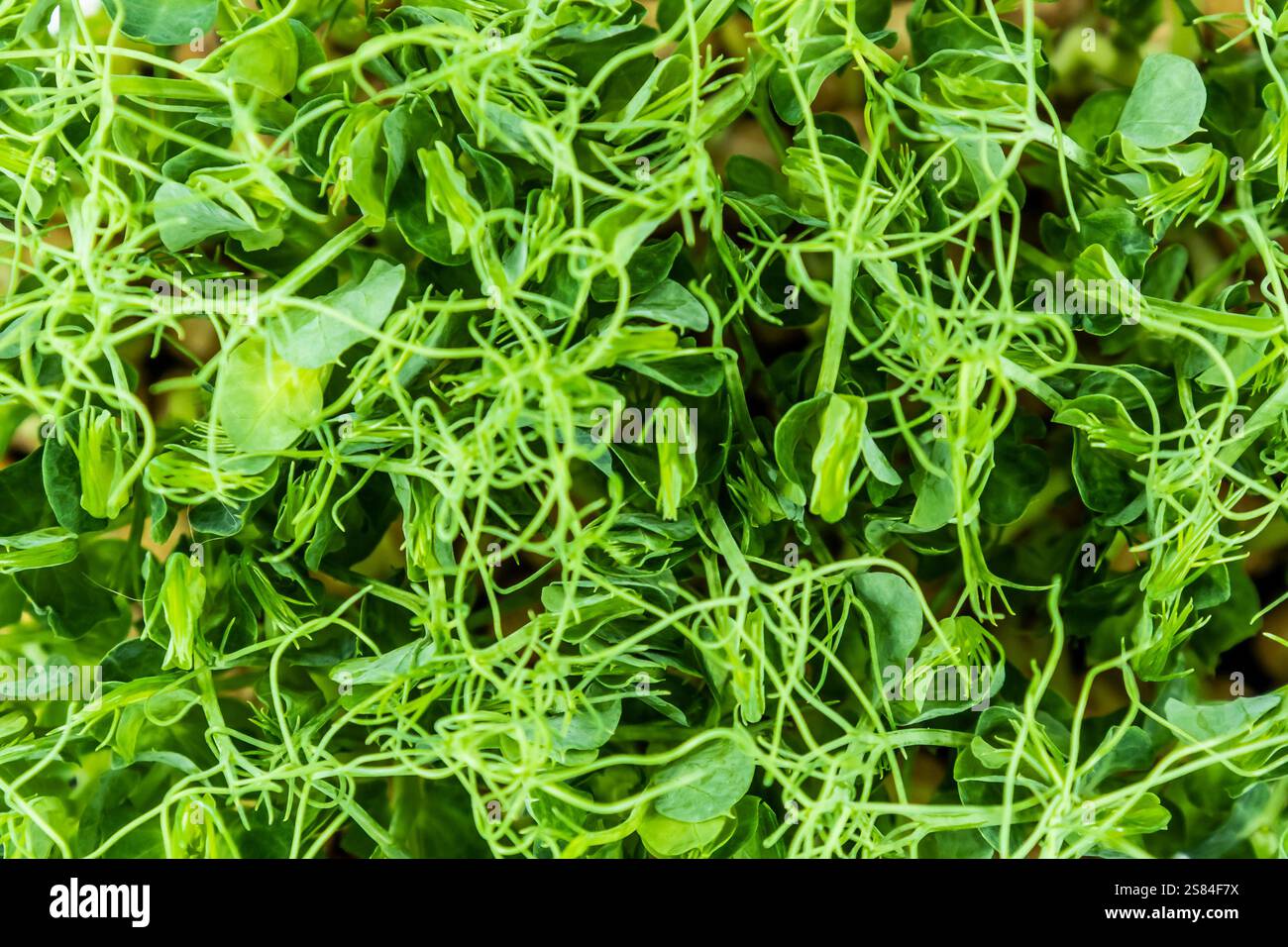 A detailed view of green pea shoots featuring intertwining tendrils and ...