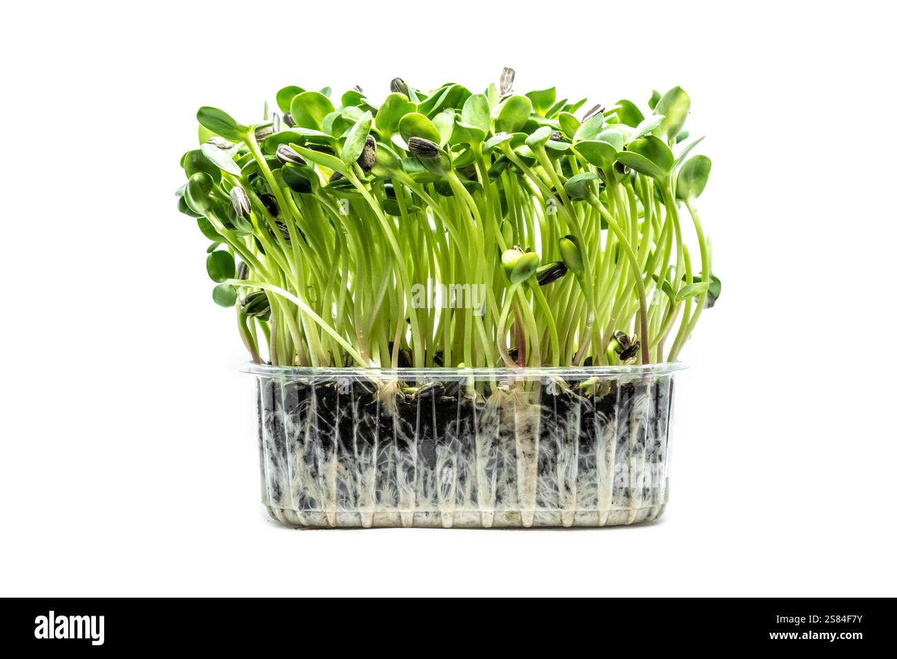 Cluster of sunflower sprouts with black seed husks and visible roots in ...