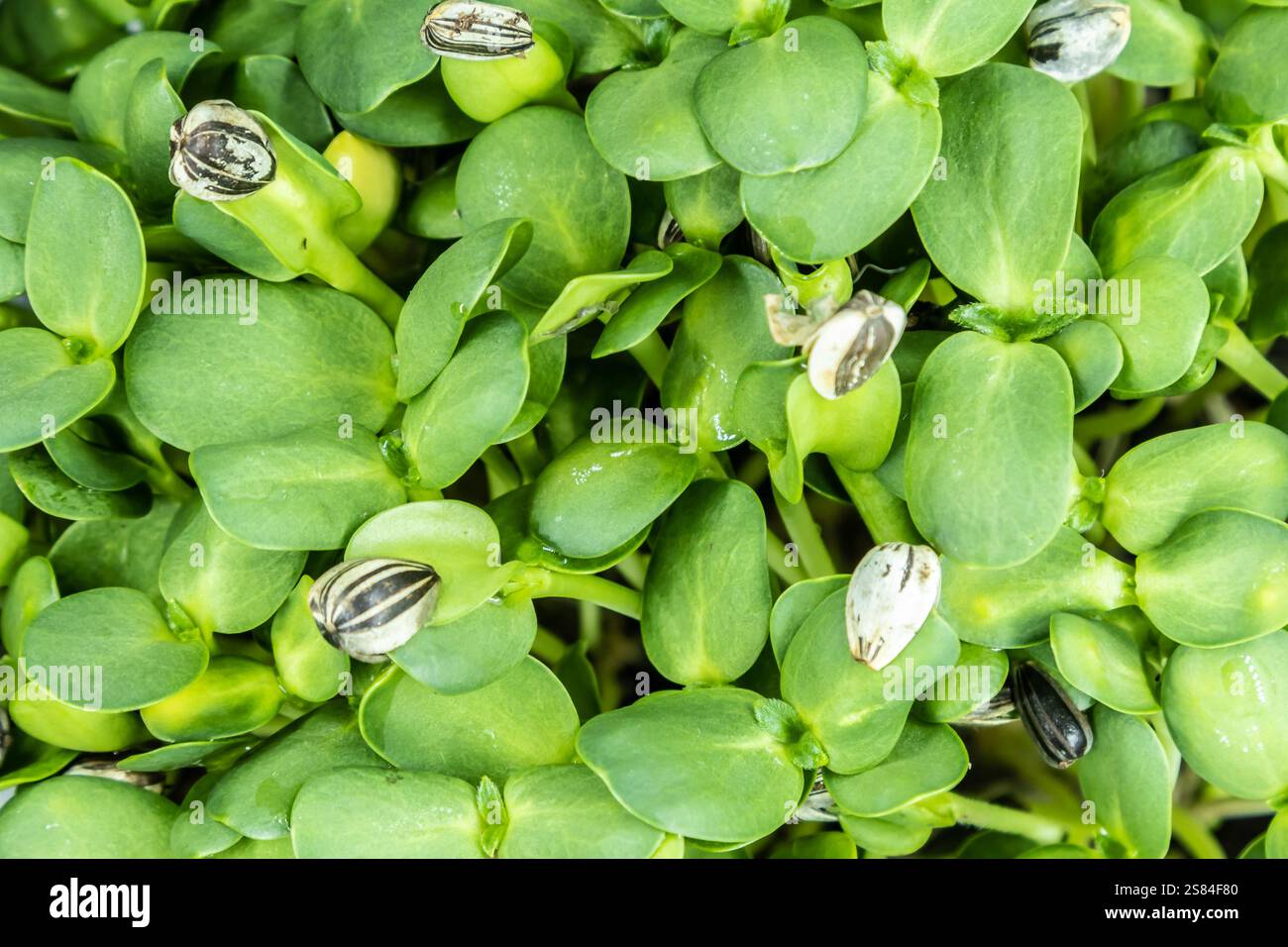 Sunflower seeds soil hi-res stock photography and images - Alamy