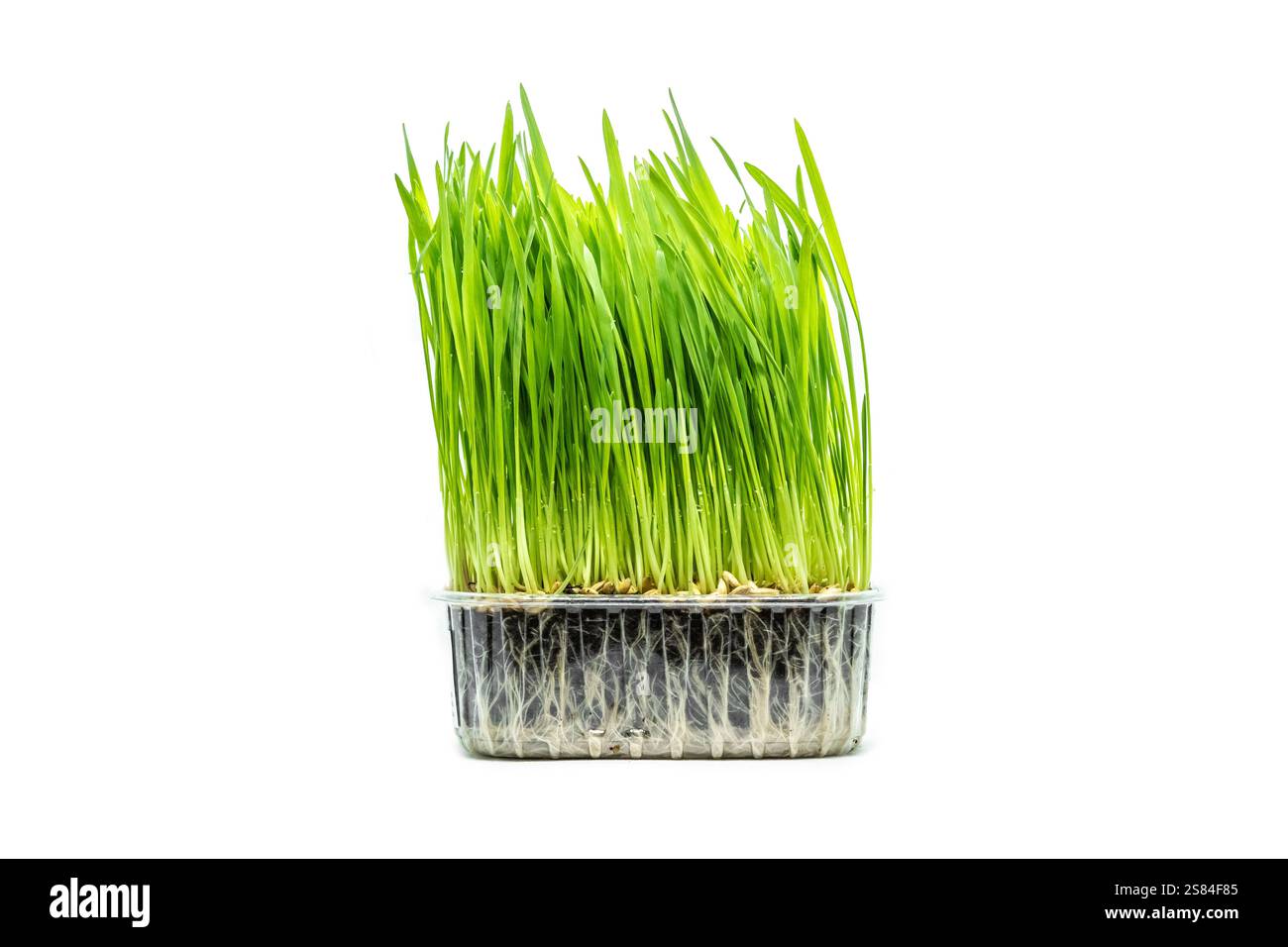 A small container with vibrant green wheatgrass sprouts, showing ...